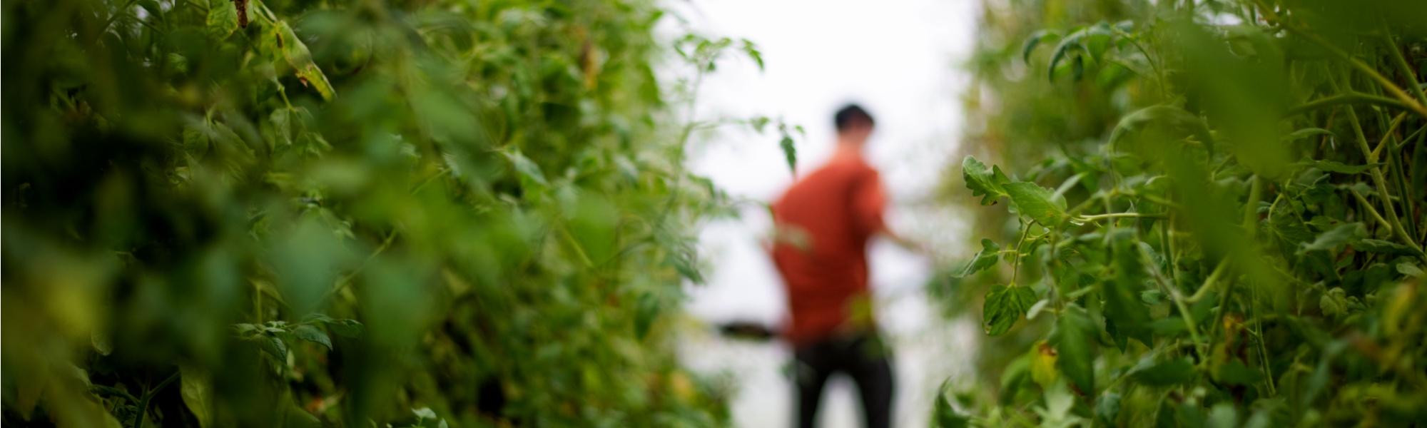 Visit & Volunteer - Sustainable Agriculture Project - Grand Valley State University